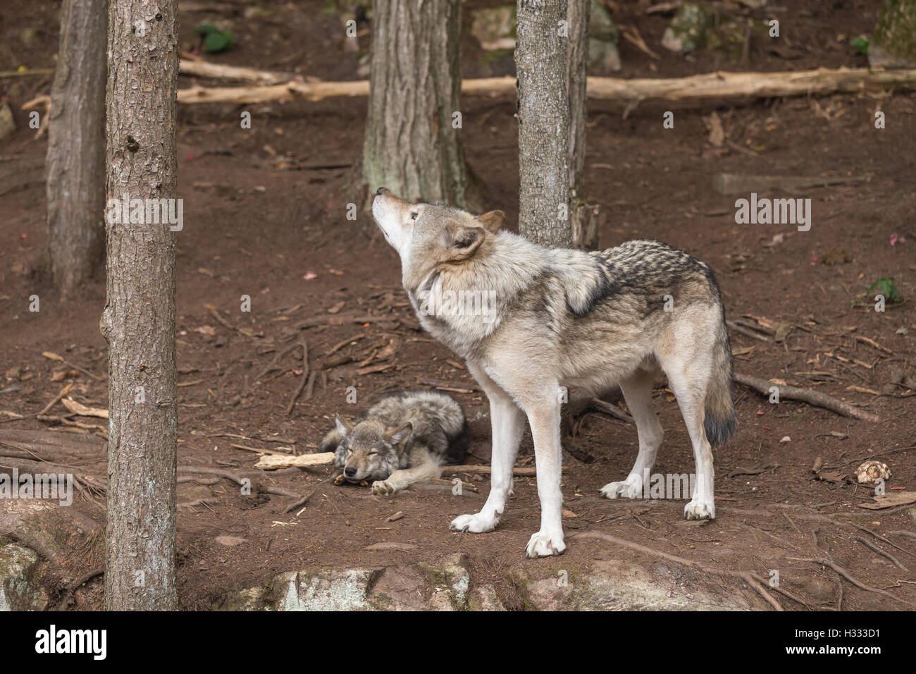 A lone timber wolf in a forest scene Stock Photo - Alamy