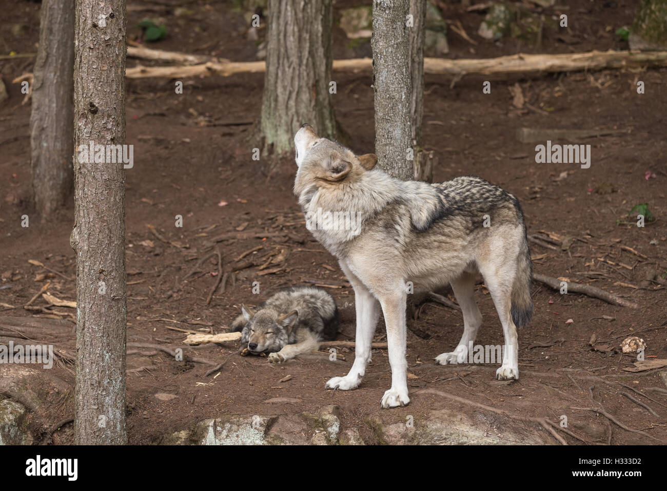 A lone timber wolf in a forest scene Stock Photo - Alamy