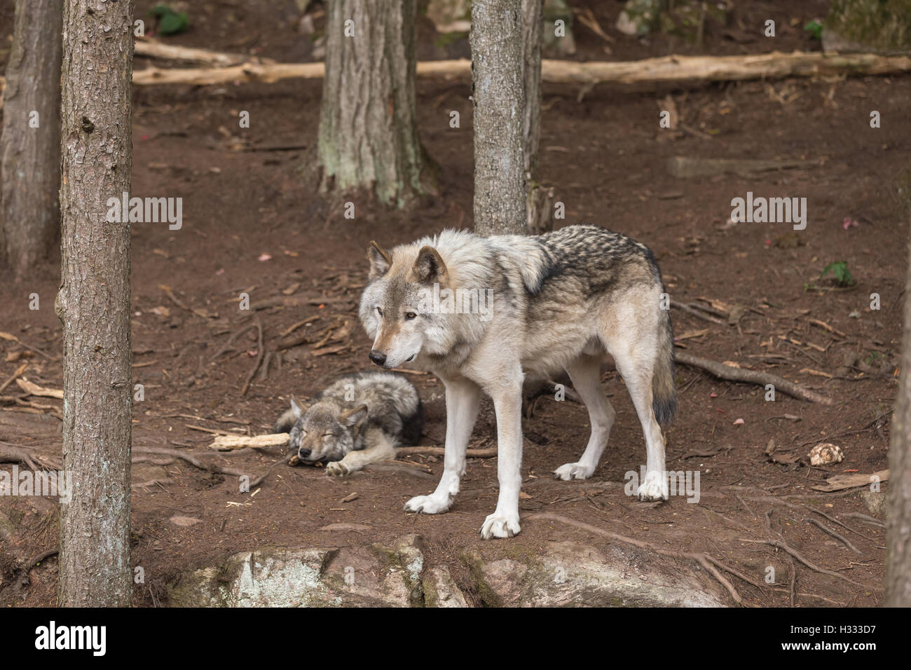 A lone timber wolf in a forest scene Stock Photo - Alamy