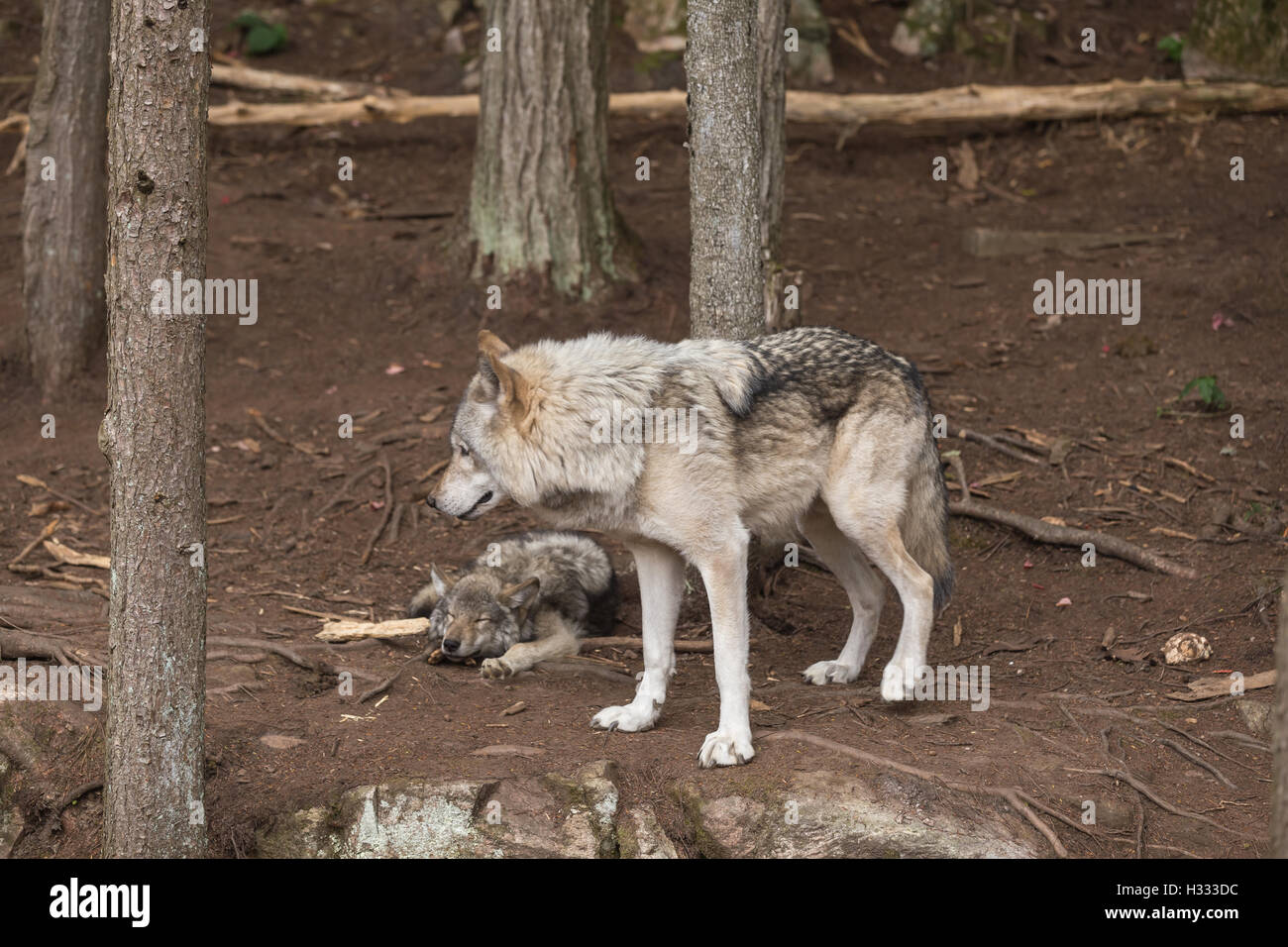 A lone timber wolf in a forest scene Stock Photo - Alamy