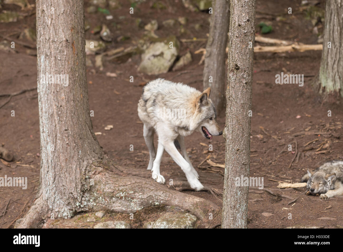 A lone timber wolf in a forest scene Stock Photo - Alamy