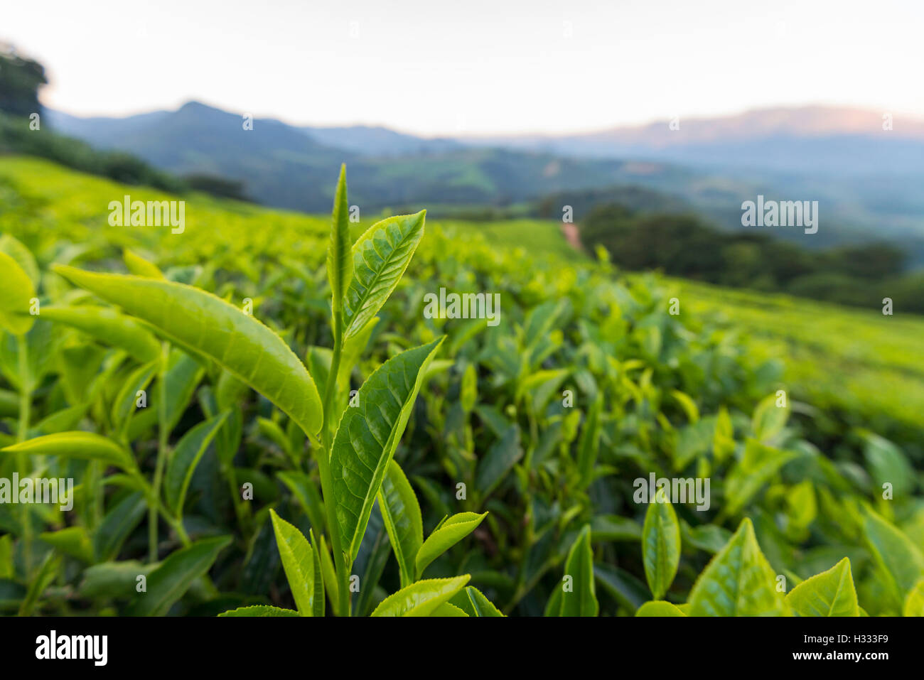 Eastern africa tea hi-res stock photography and images - Alamy