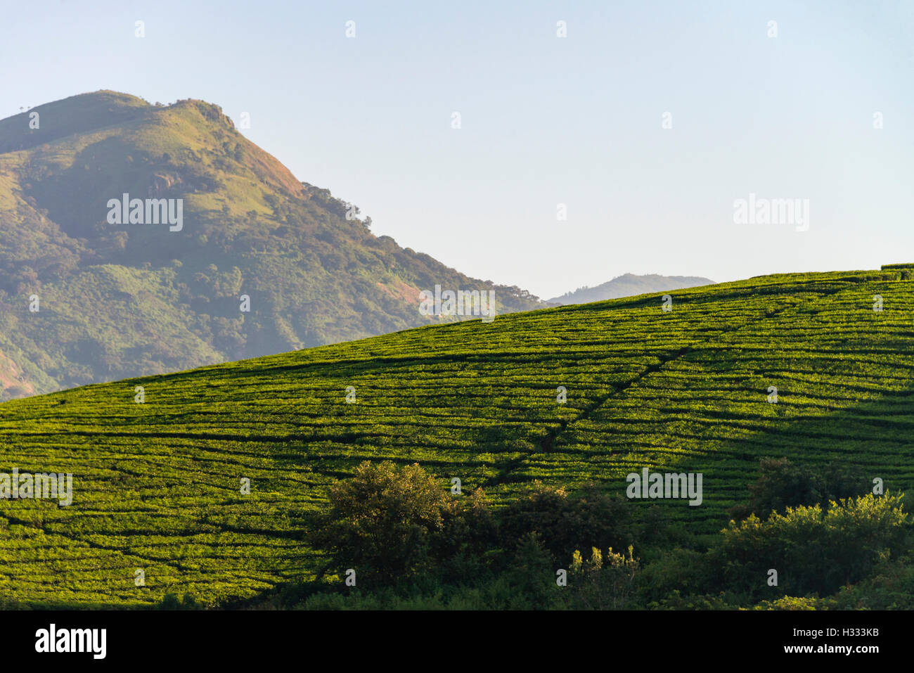 Eastern highlands agriculture zimbabwe hi-res stock photography and ...