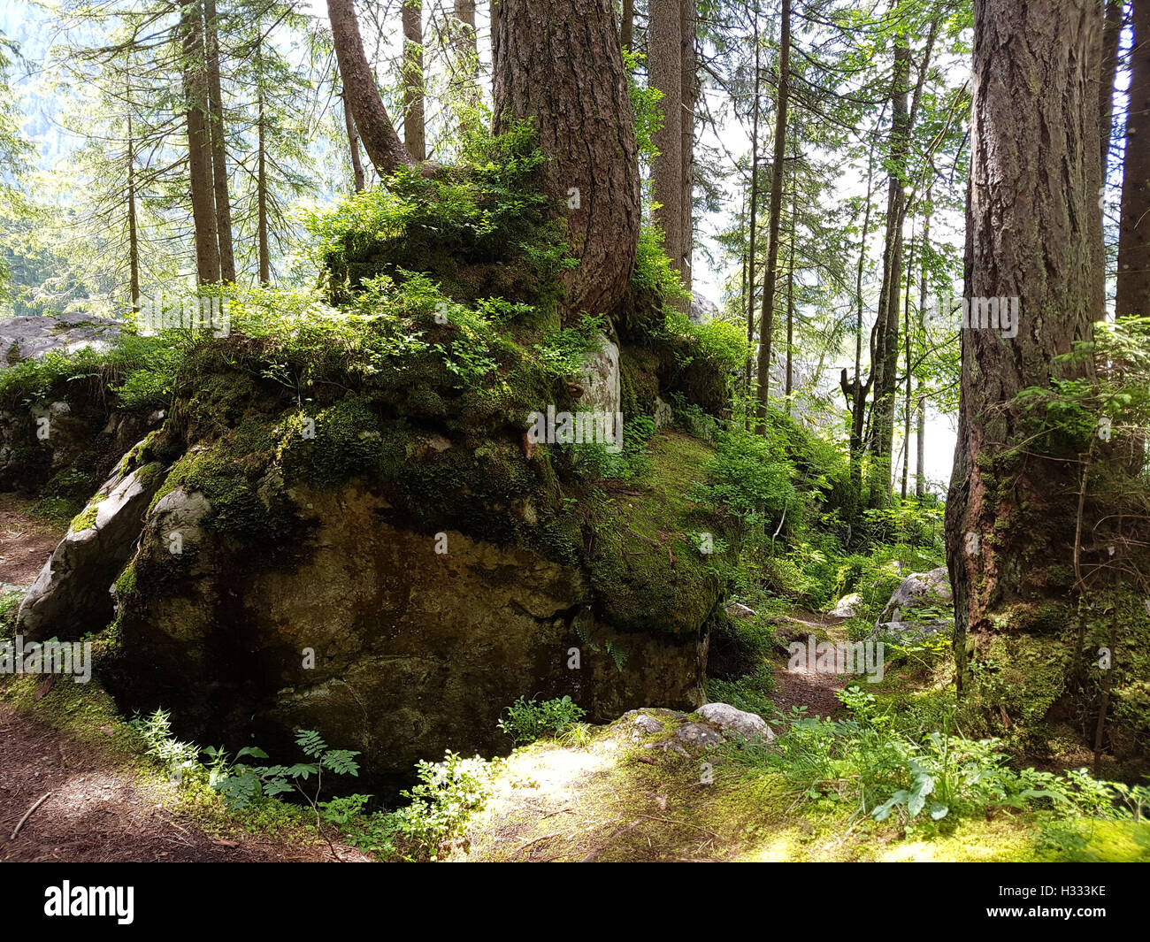 Zauberwald, Hintersee, Ramsau, Geotop, Oberbayern Stock Photo - Alamy
