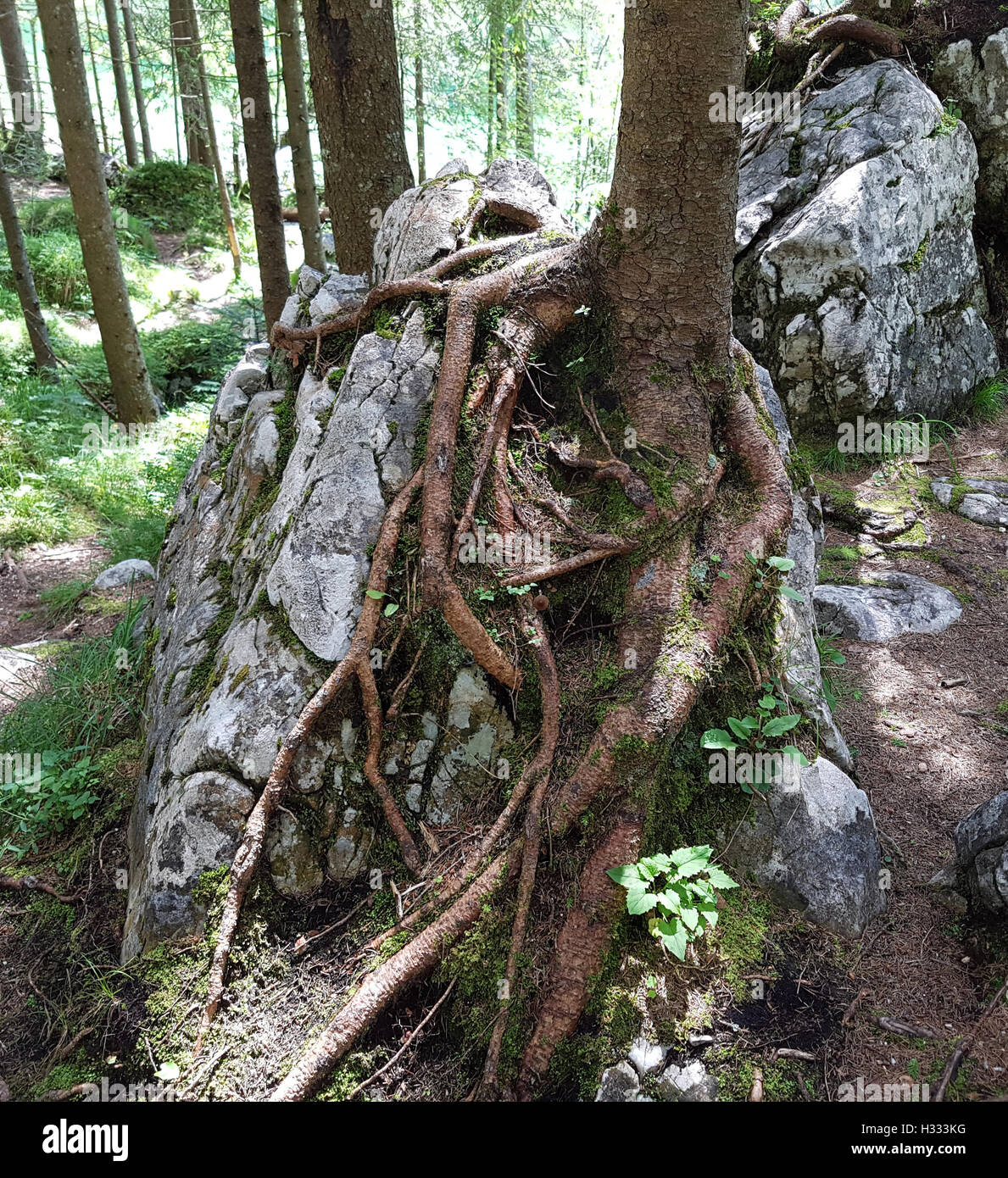 Zauberwald, Hintersee, Ramsau, Geotop, Oberbayern Stock Photo - Alamy