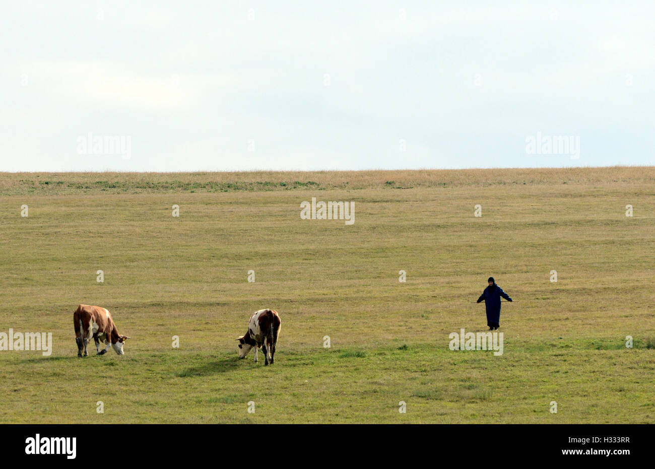 A Romanian nun walking her cows in the meadow near the Dragomirna ...
