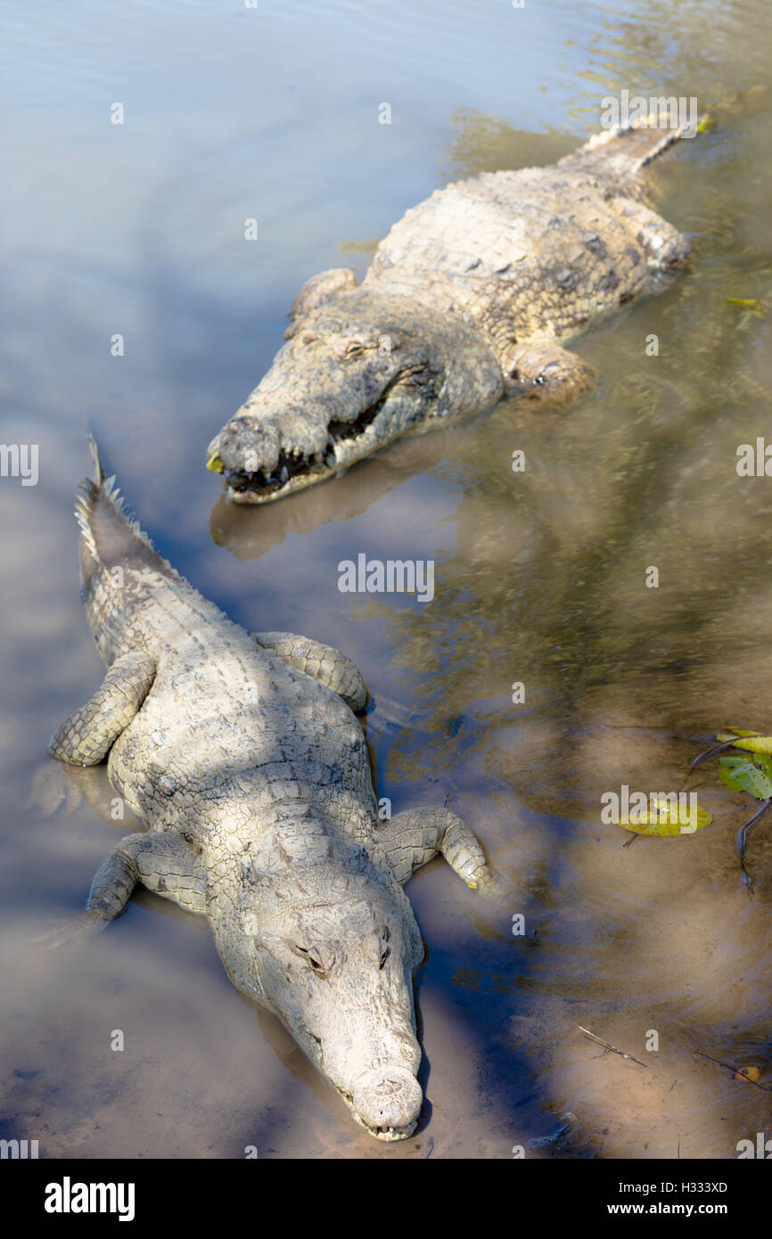 Sacred crocodile in Sabou, Burkina Faso, Africa Stock Photo - Alamy