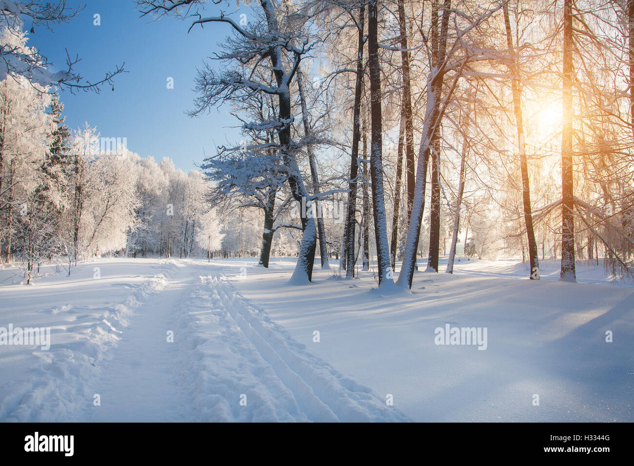 Winter park in snow Stock Photo - Alamy