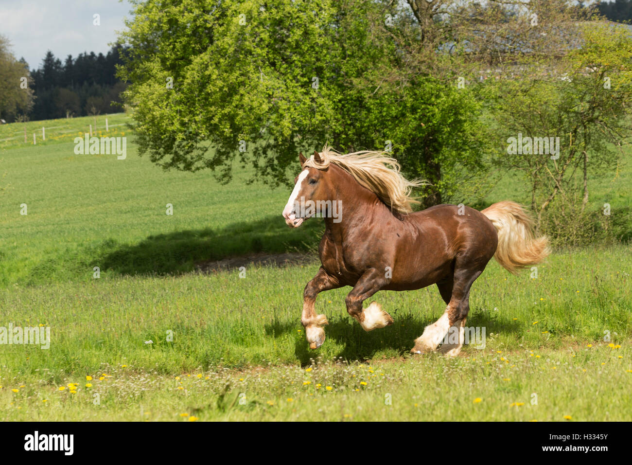 Suddeustche German heavy draft draught horse free Stock Photo - Alamy