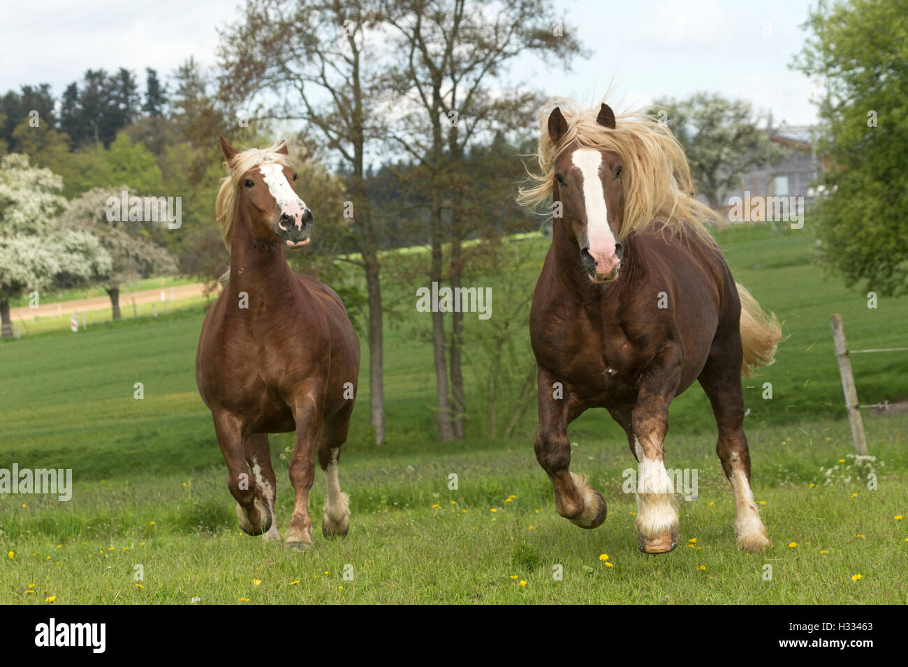 Suddeustche German heavy draft draught horse free Stock Photo - Alamy