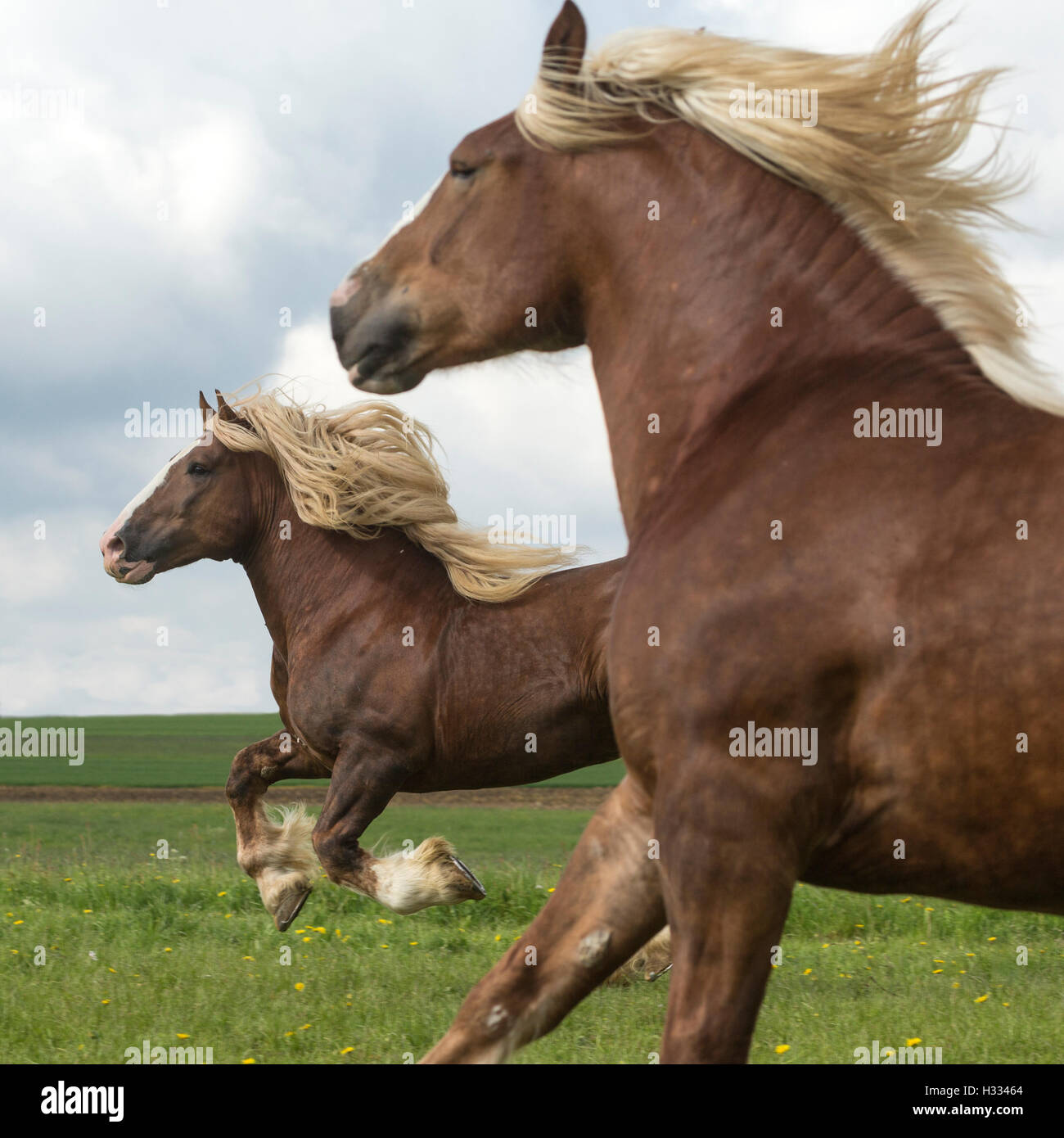 Heavy draught horse hi-res stock photography and images - Alamy