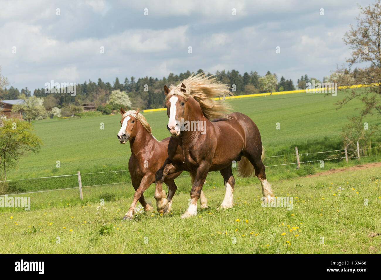 Big draft horse hi-res stock photography and images - Alamy