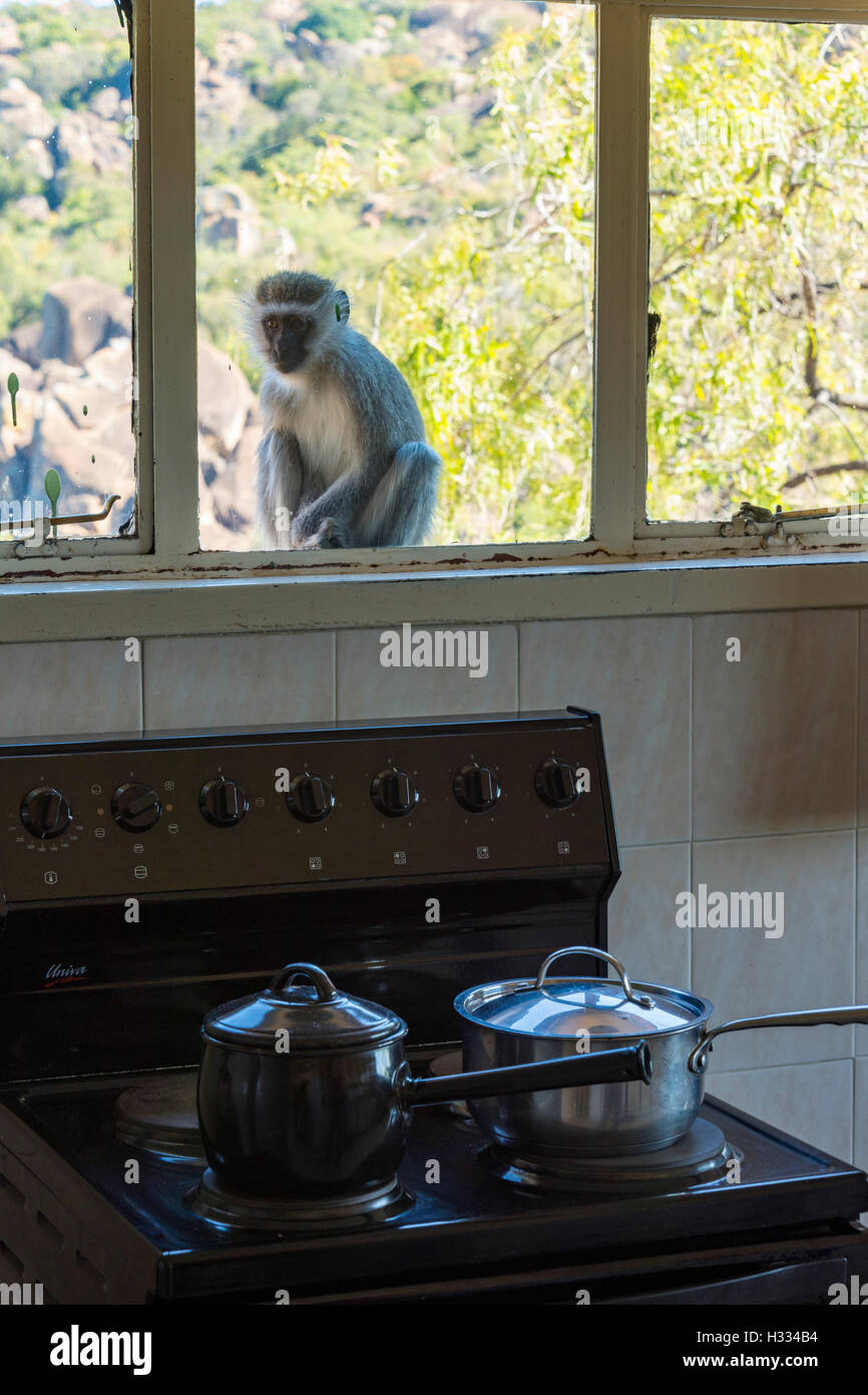 A Vervet Monkey Chlorocebus pygerythrus seen looking through a window ...