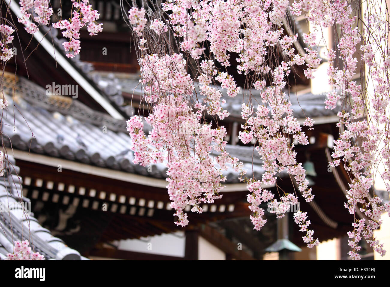 Sakura tree in japanese temple Stock Photo - Alamy
