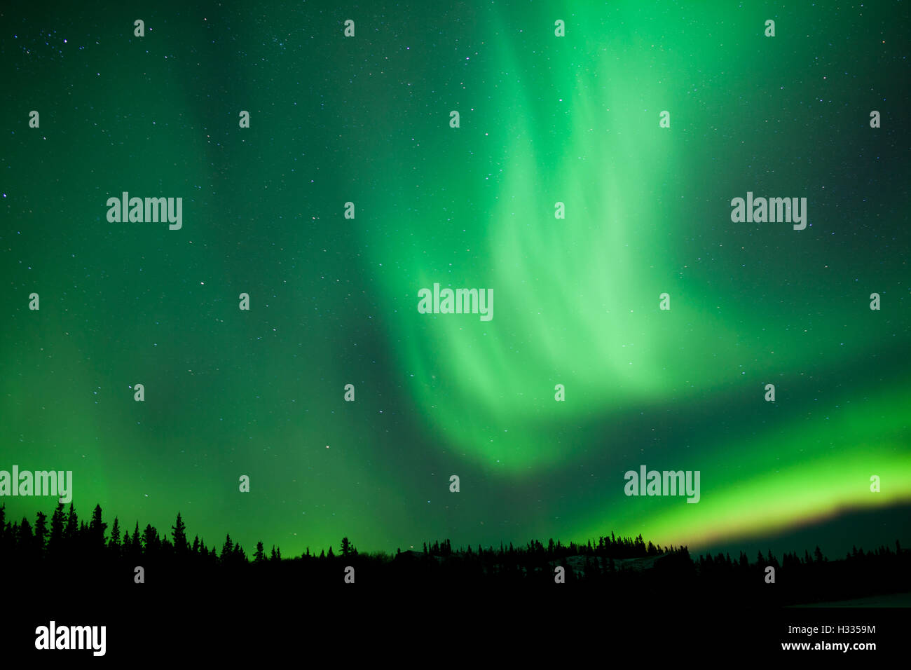 Aurora borealis substorm swirls over boreal forest Stock Photo - Alamy