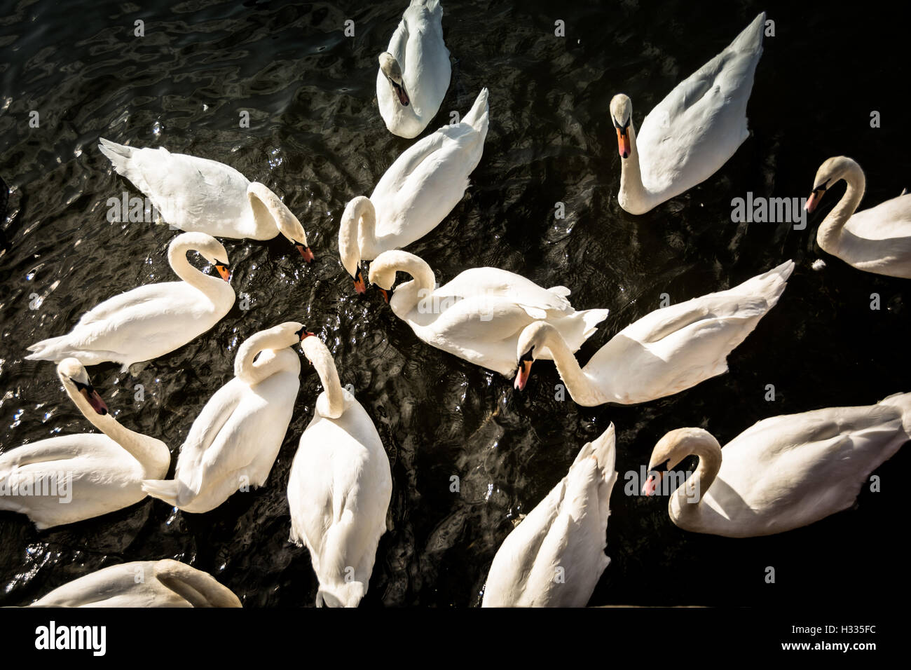 Swan river aerial hi-res stock photography and images - Alamy