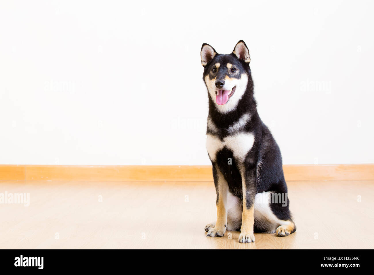 Black Shiba Inu German Shepherd Mix