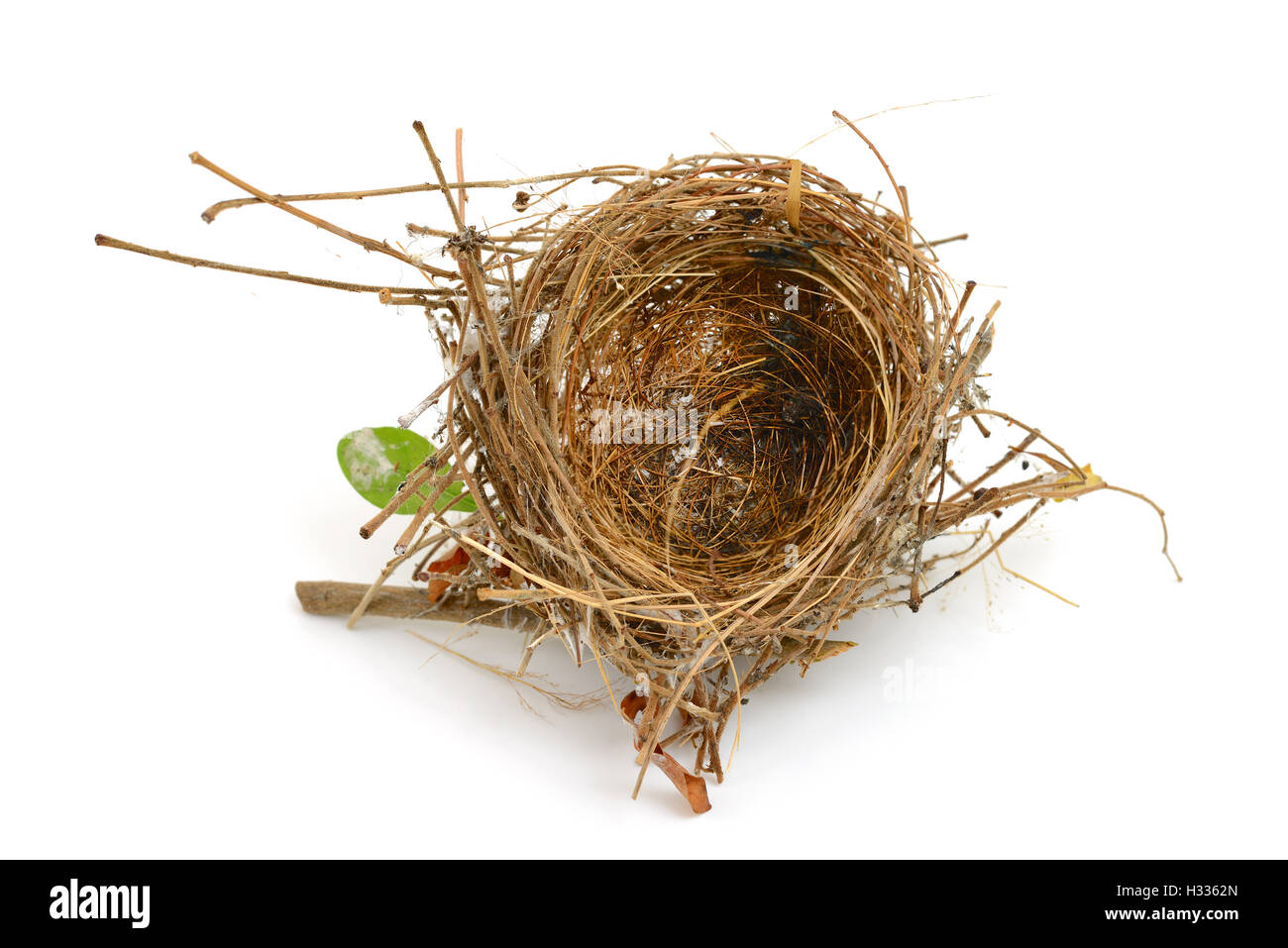 Nest with no birds Cut Out Stock Images & Pictures - Alamy