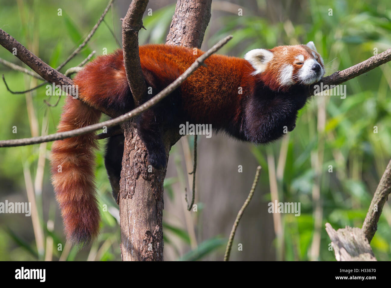 Red Panda, Firefox or Lesser Panda Stock Photo - Alamy