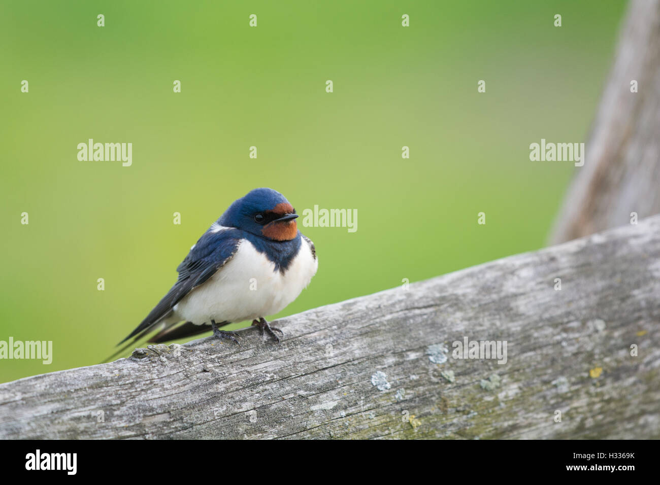 Common house Martin Stock Photo - Alamy