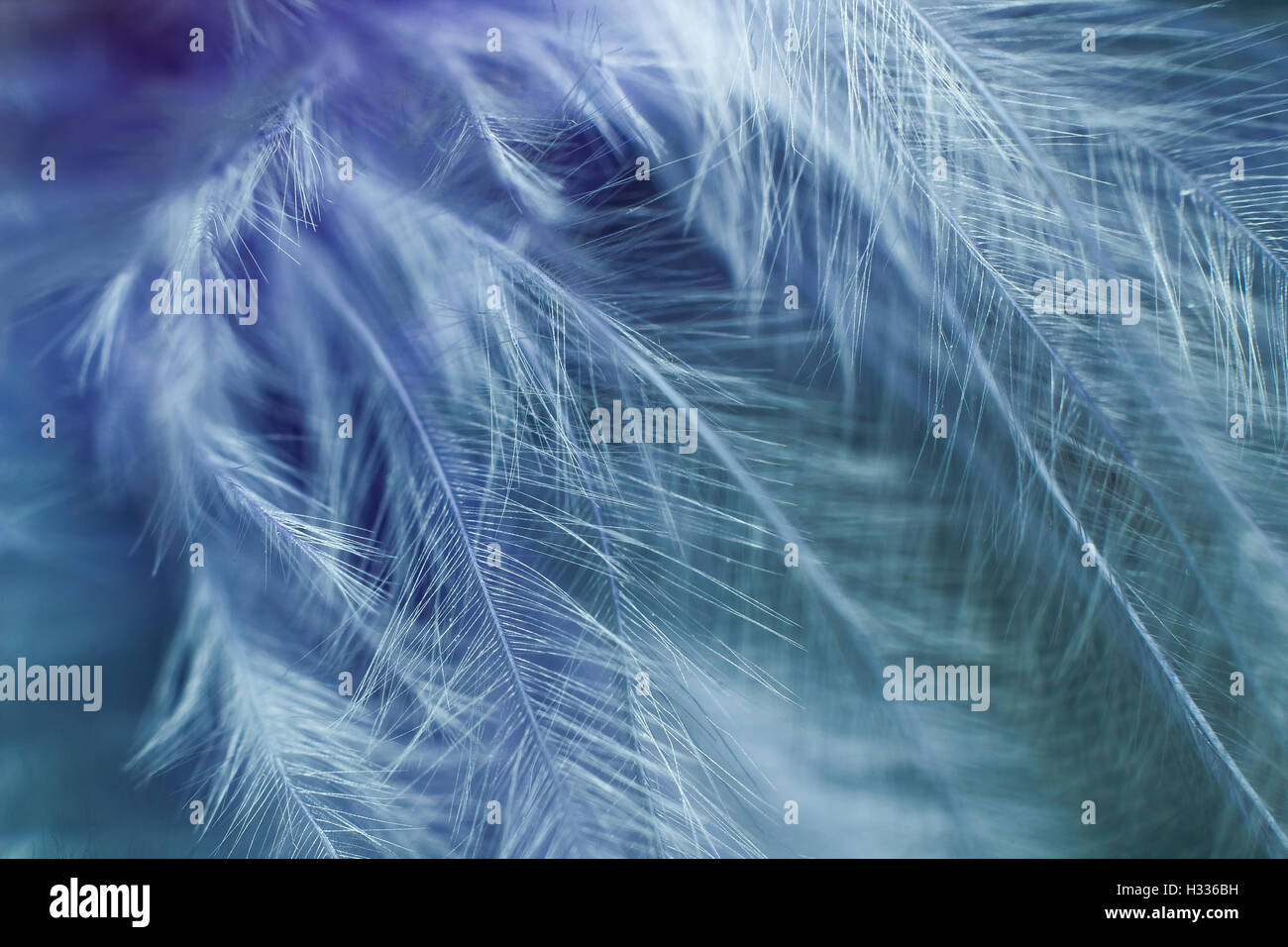 3d feathers hi-res stock photography and images - Alamy