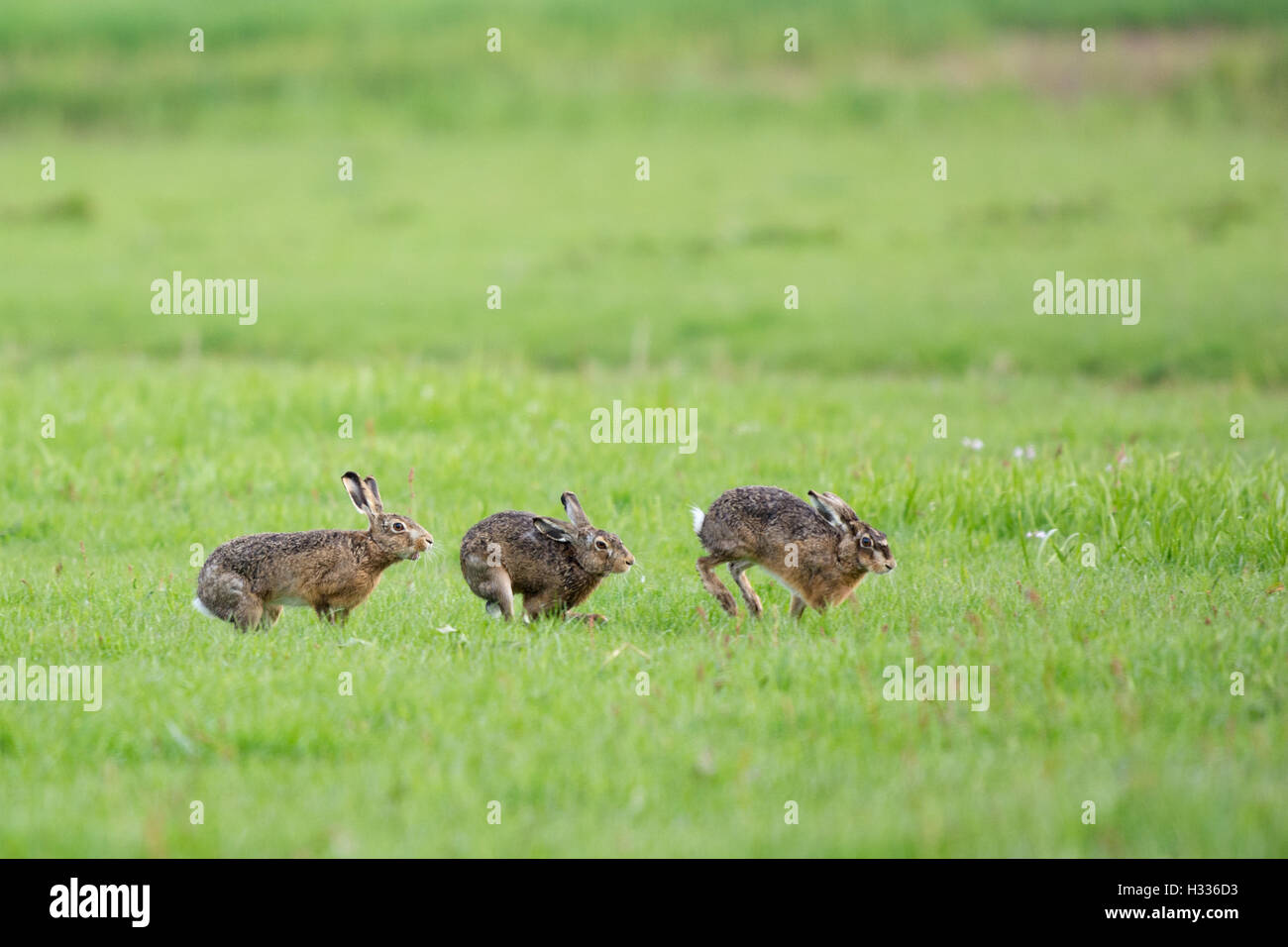 Three hare running hi-res stock photography and images - Alamy