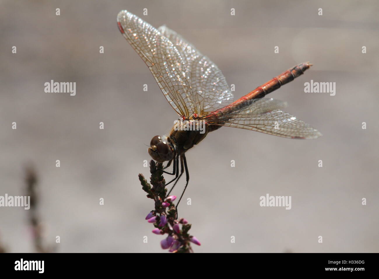Common Darter dragonfly Stock Photo - Alamy