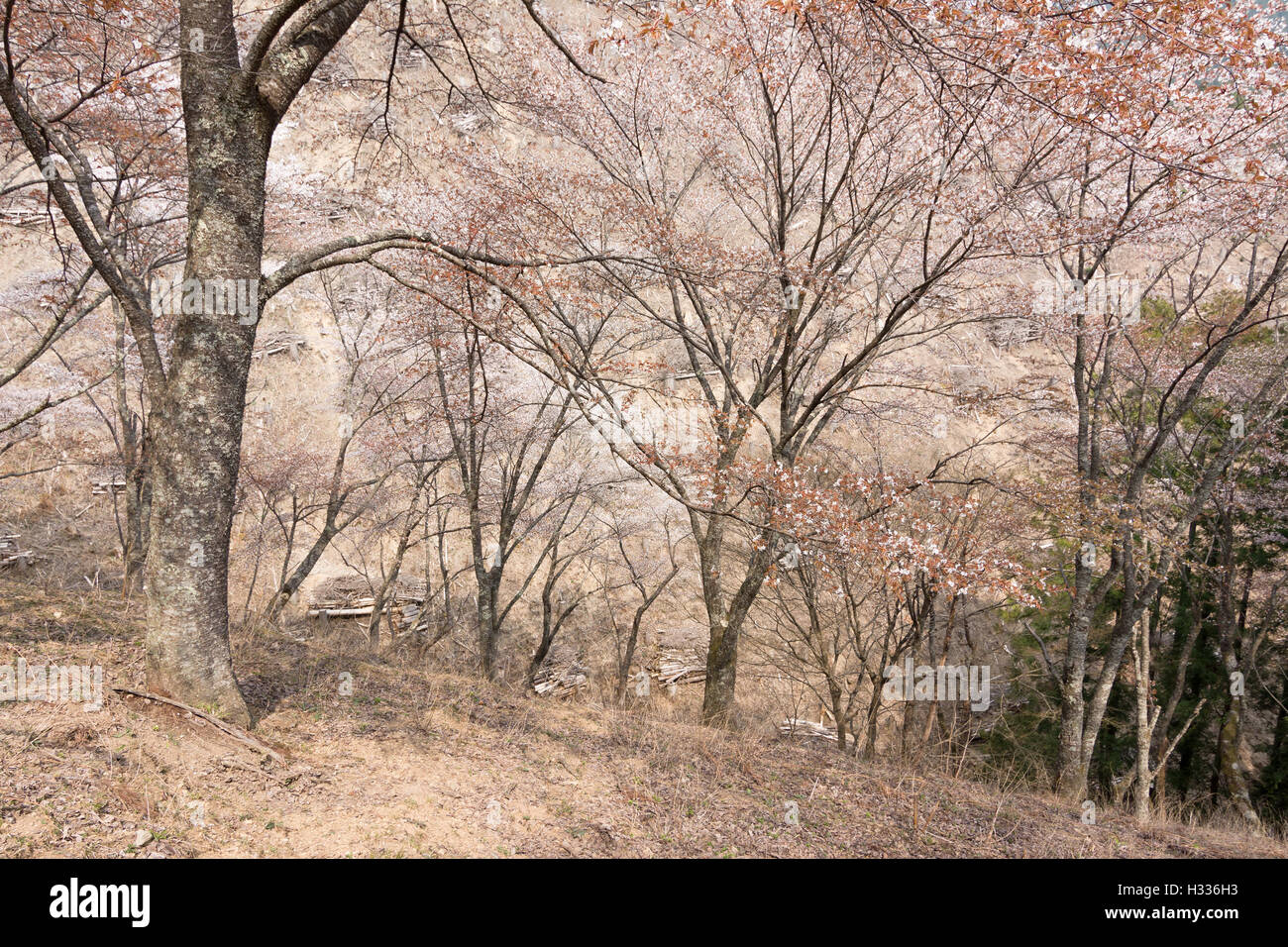 Cherry blossom scenery Stock Photo - Alamy