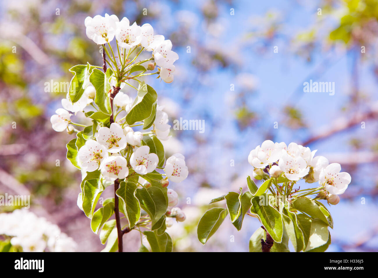 flowers of tree in spring Stock Photo - Alamy