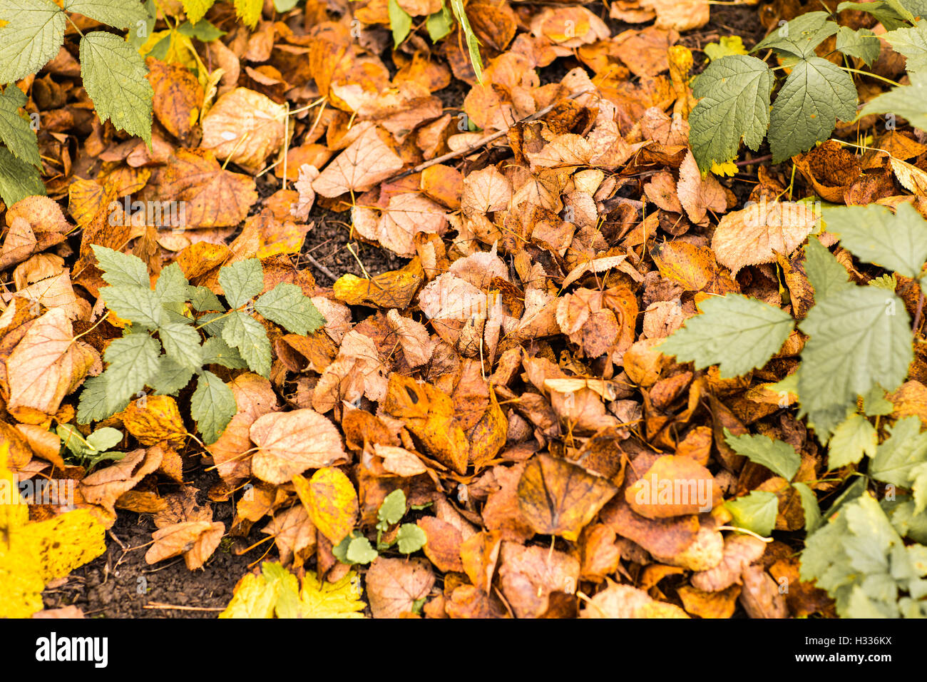 Autumn leaves fallen Stock Photo - Alamy