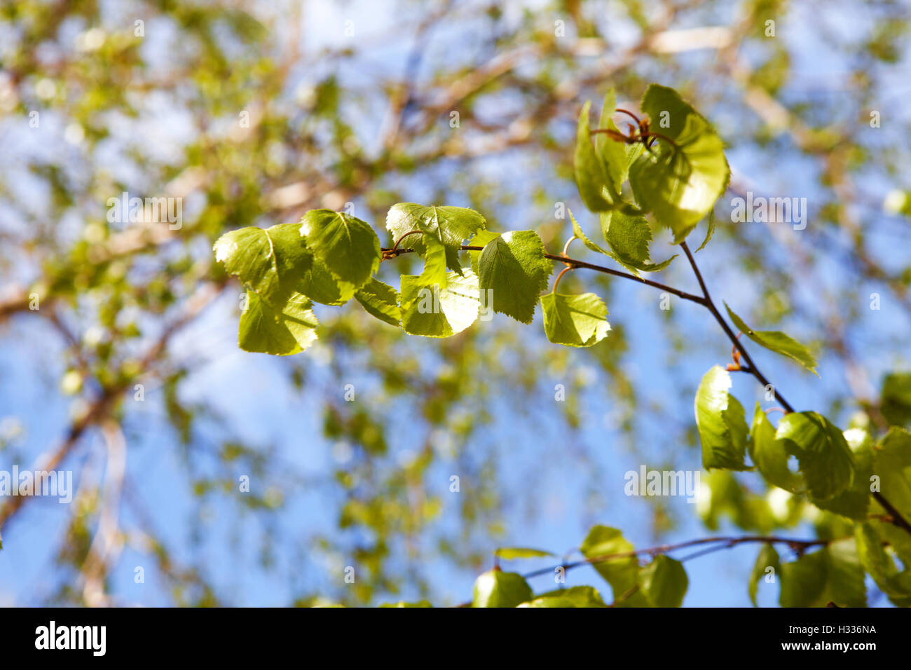 Birch blossom hi-res stock photography and images - Alamy