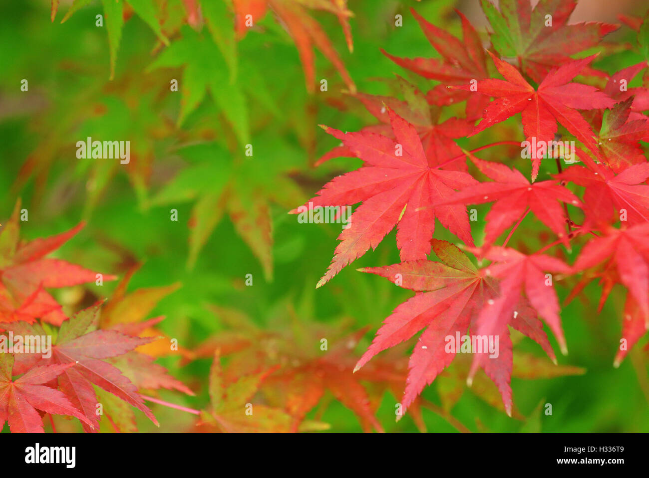 Color changing maple leave Stock Photo - Alamy