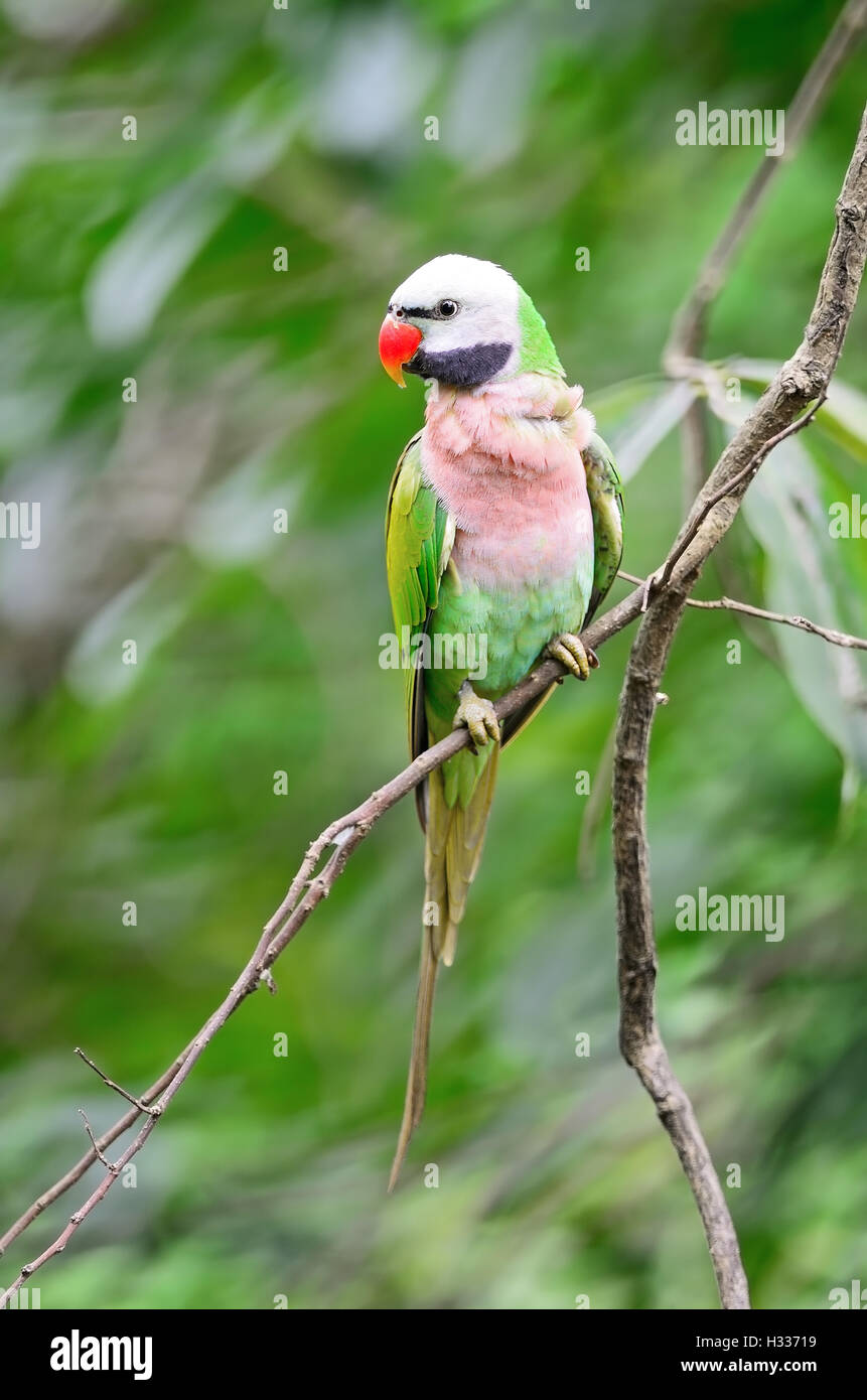 Red breasted parakeet hi-res stock photography and images - Alamy