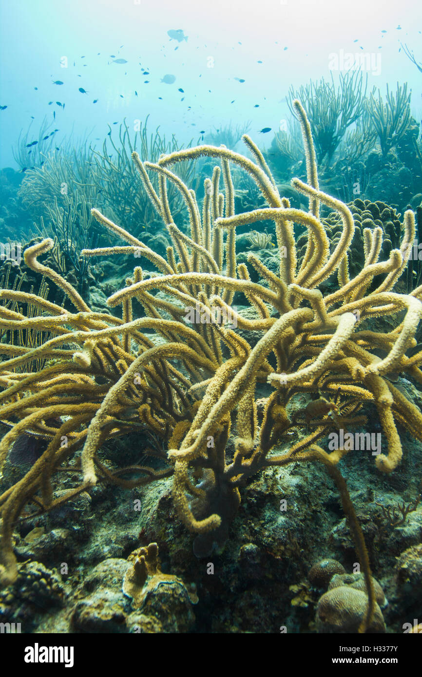 Row pore rope sponge Stock Photo - Alamy