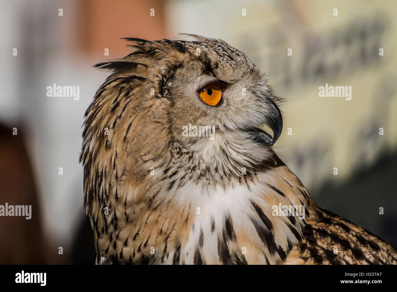 feather, eagle owl, detail of head, lovely plumage Stock Photo - Alamy