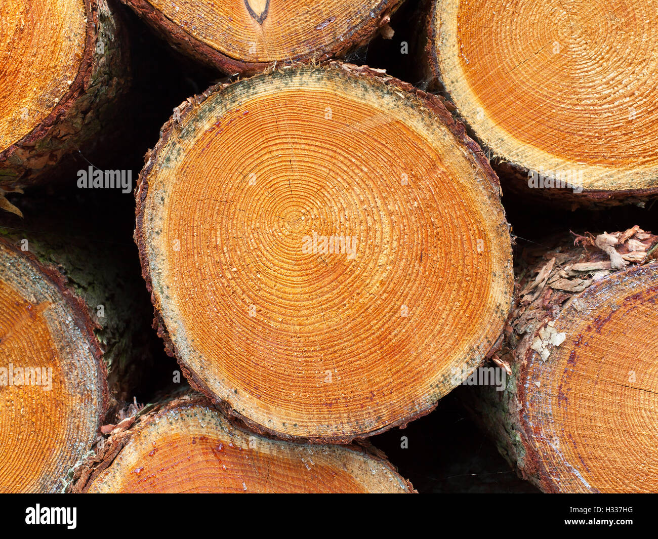 Stacked timber in dutch hi-res stock photography and images - Alamy