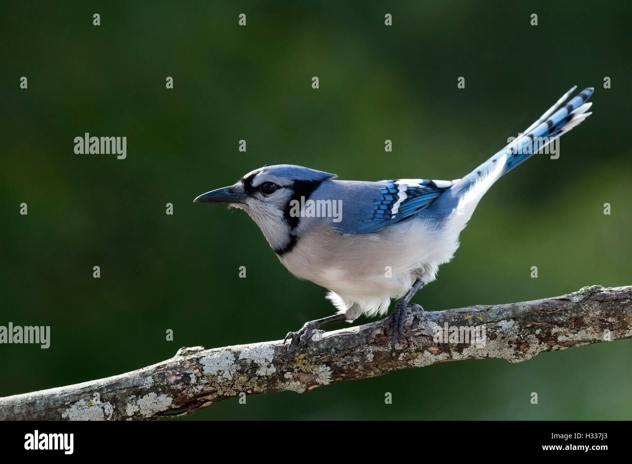 Blue perches on branch Stock Photo - Alamy