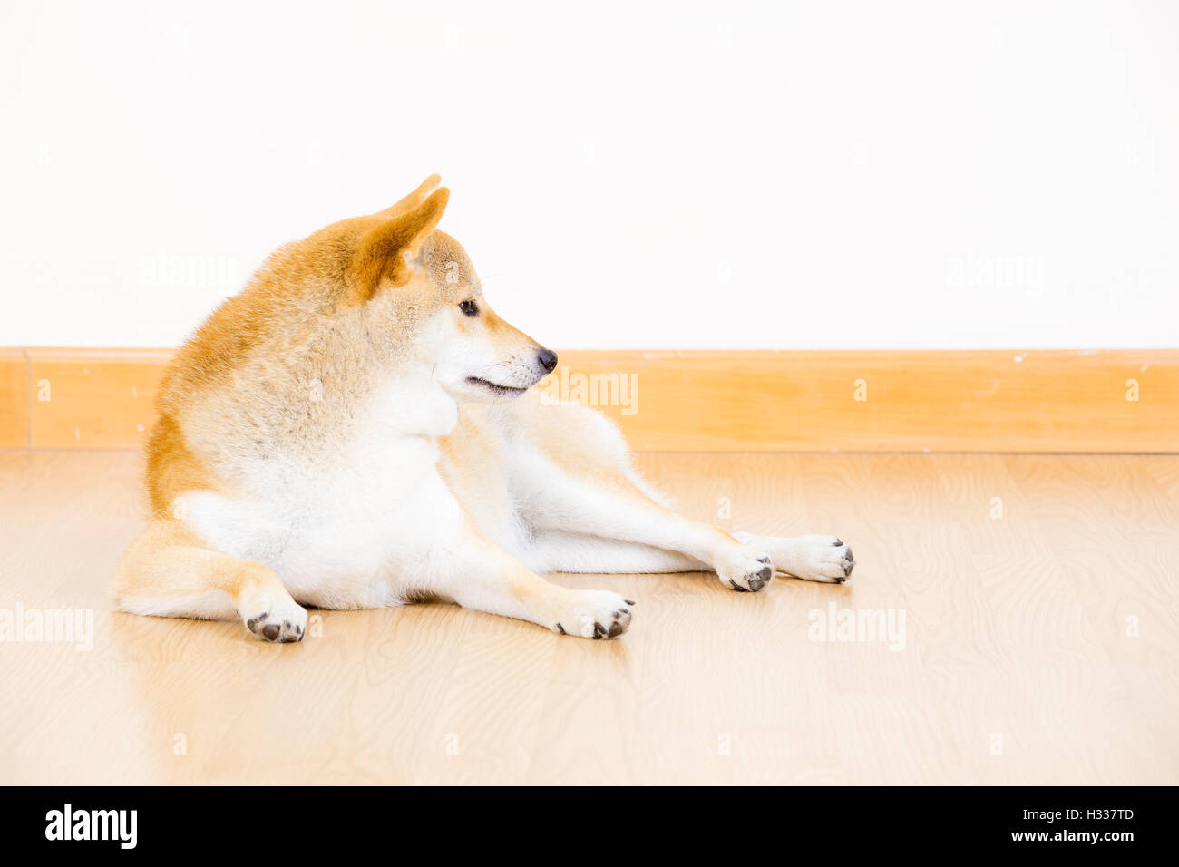 Brown shiba inu Stock Photo - Alamy