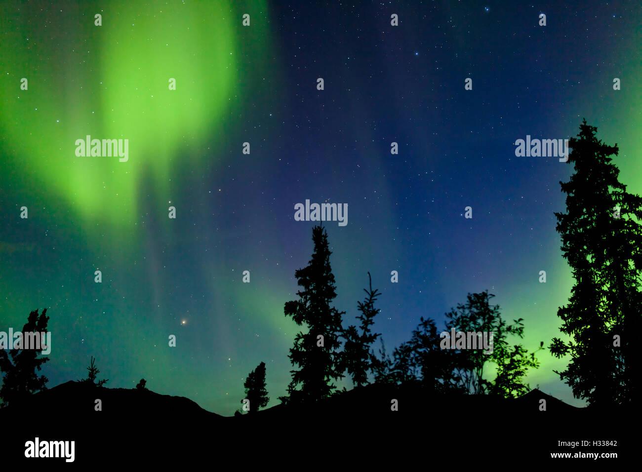 Northern Lights Aurora borealis swirls Yukon taiga Stock Photo - Alamy