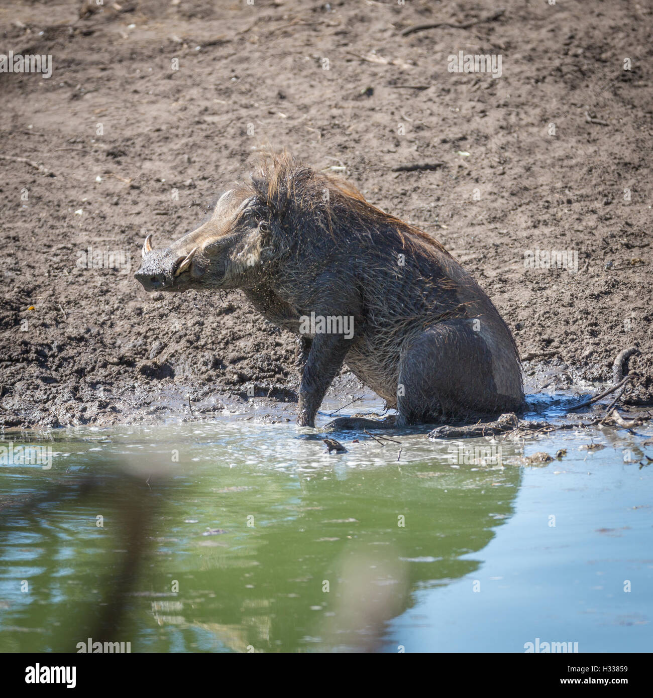 Warthog (Phacochoerus Africanus) sitting at waterhole, Manyeleti Game ...