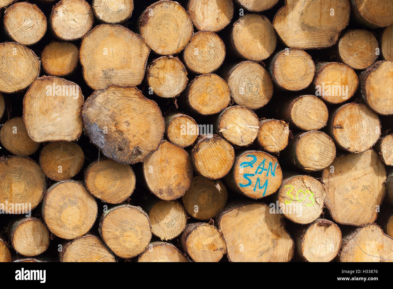 Stacked timber in a dutch forrest Stock Photo - Alamy