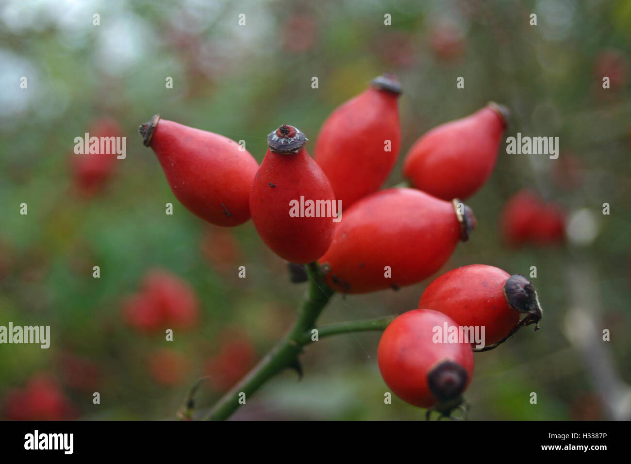 Bunch of red dog rose (Rosa canina) hips Stock Photo - Alamy