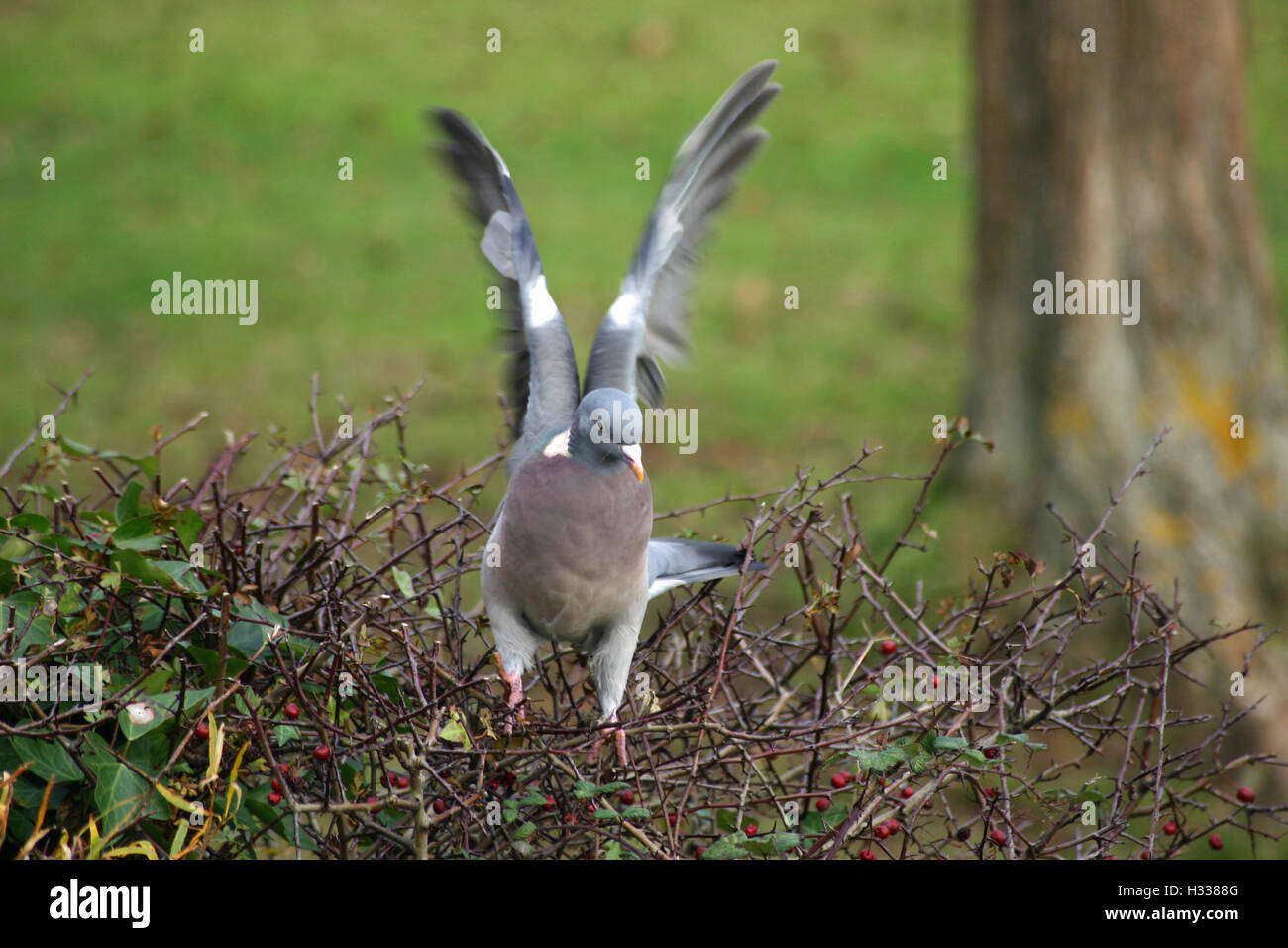 Pigeon off hi-res stock photography and images - Alamy