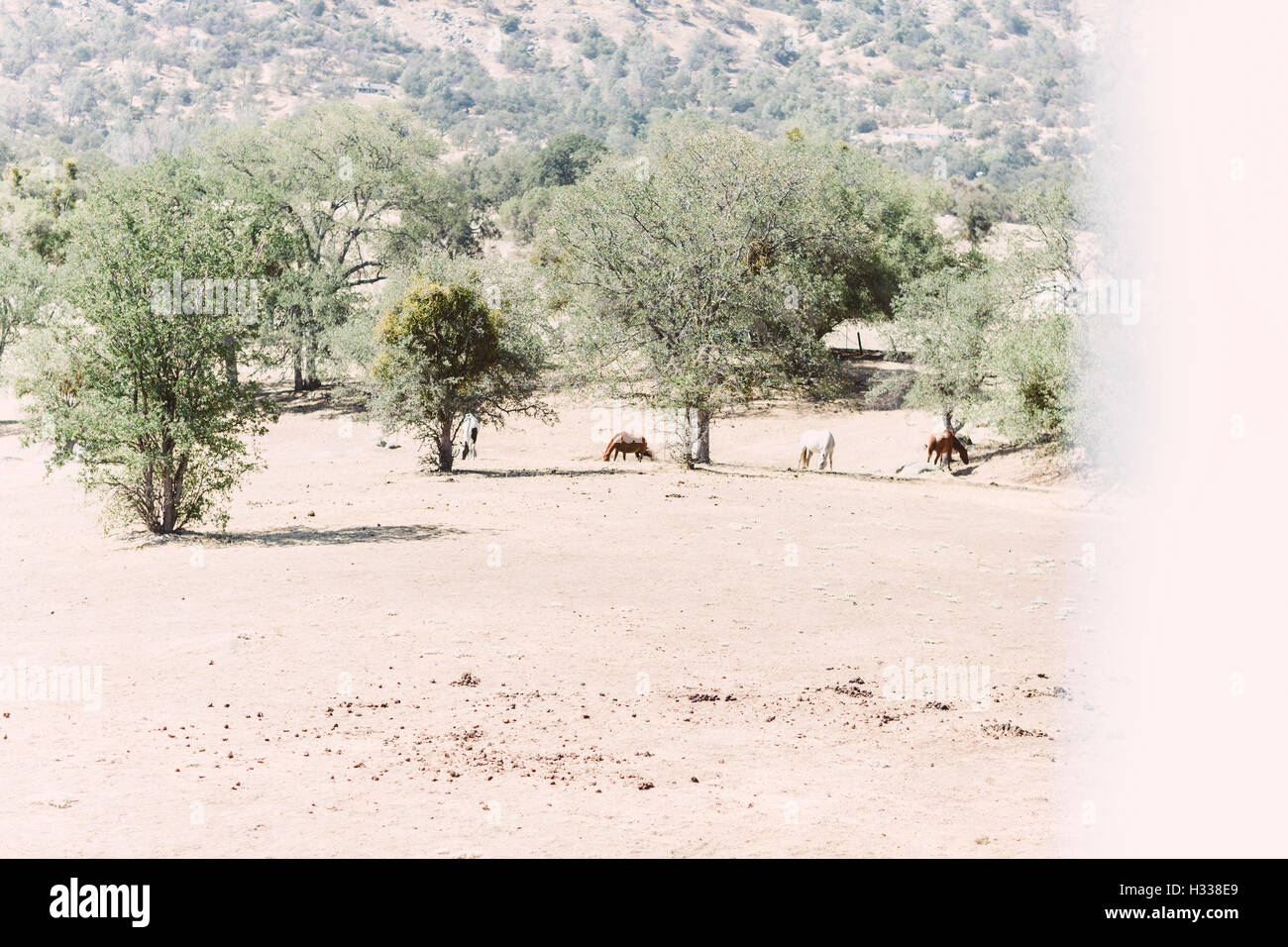 horse's in dry paddock Stock Photo - Alamy