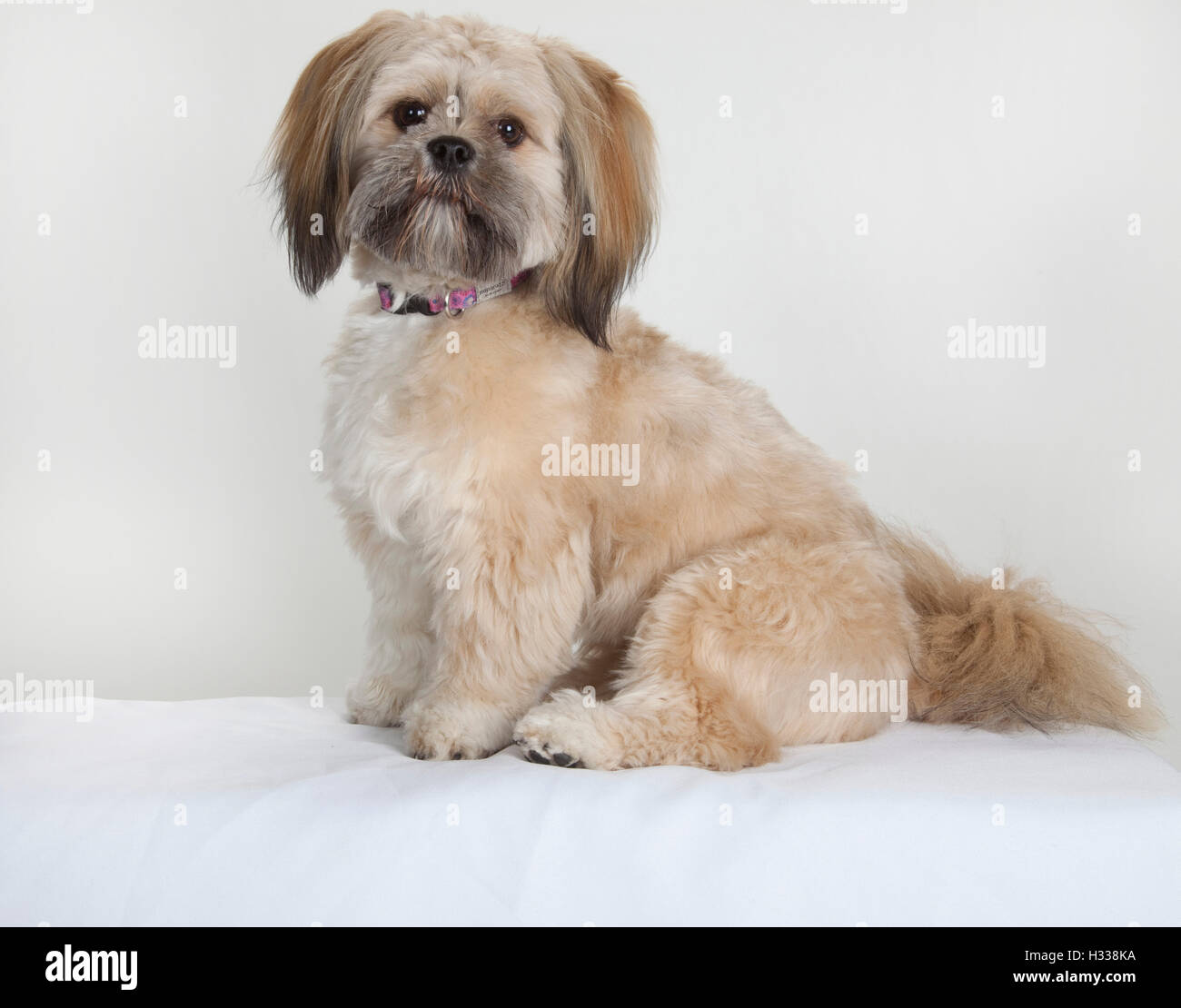 Shih Tzu, Shitsu dog, sitting up alert Stock Photo - Alamy