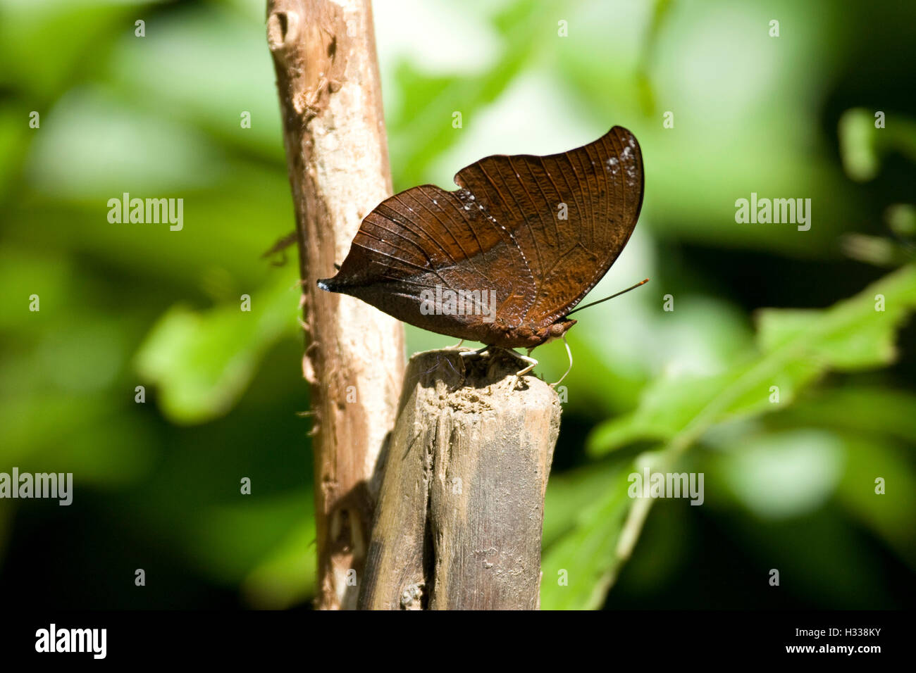 Leaf wing butterfly (Zaretis itys), male, camouflaged as dead leaf ...