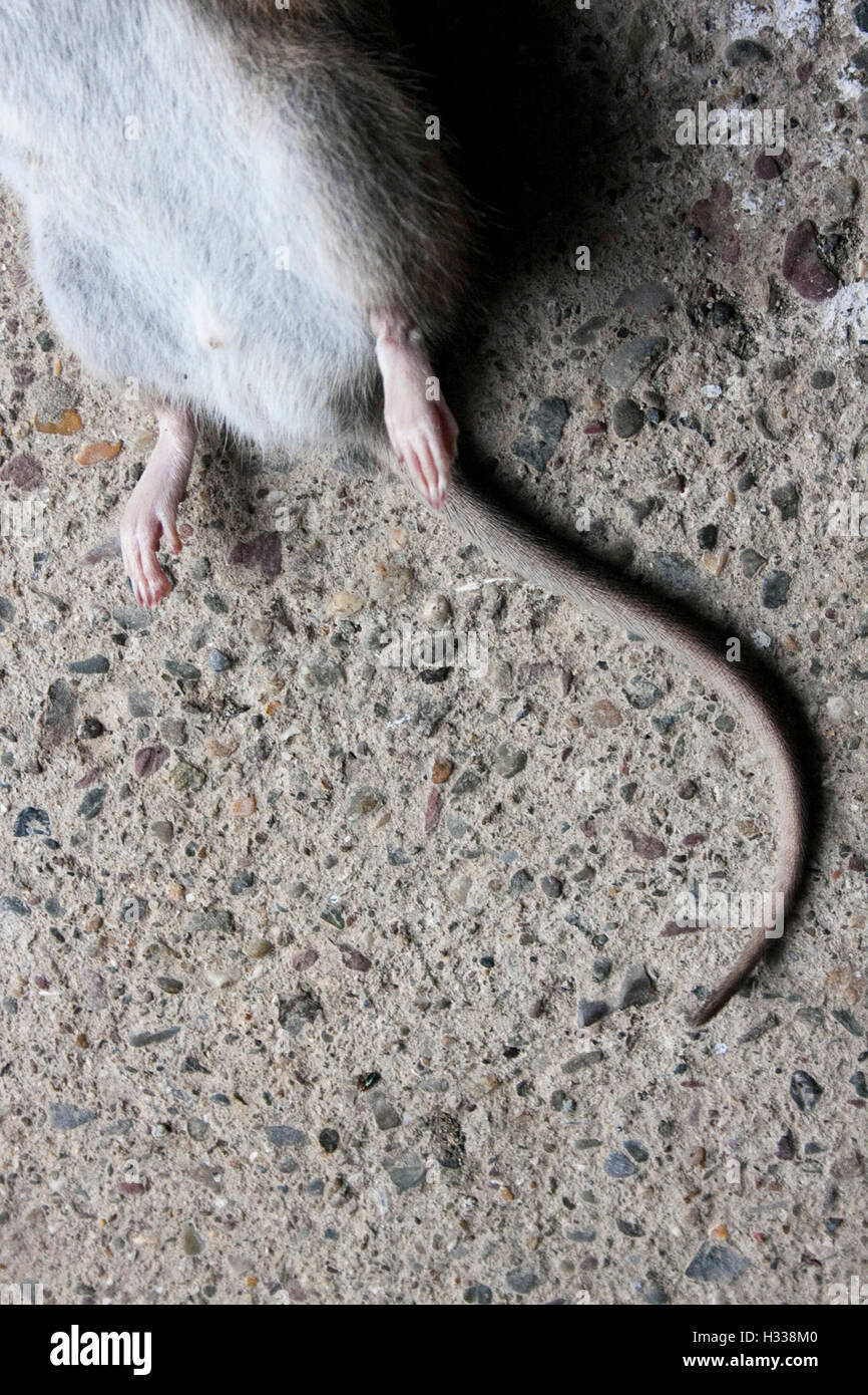 Common long tailed Brown Rat (Rattus norvegicus) dead Stock Photo - Alamy