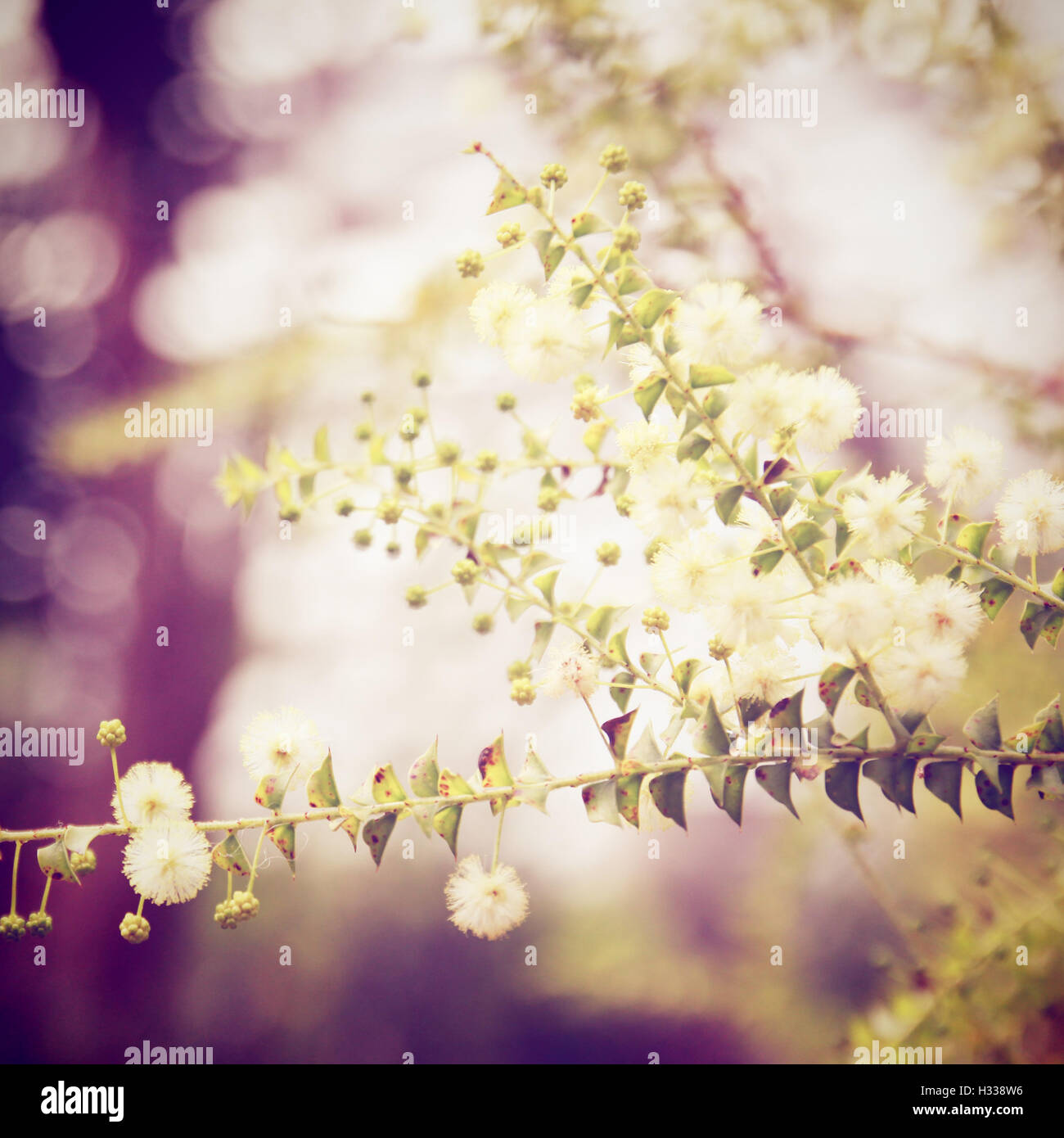 Small flowers with retro filter effect Stock Photo - Alamy