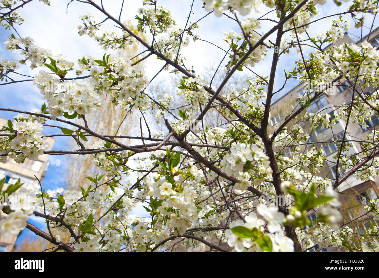 flowers of tree in spring Stock Photo - Alamy