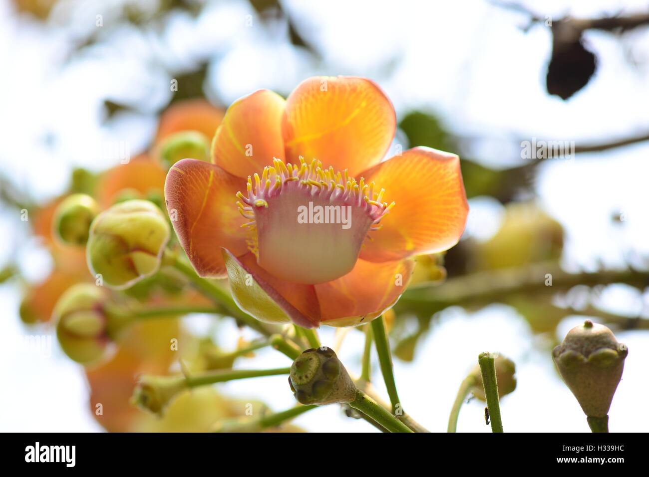 Orange blossom cannonball hi-res stock photography and images - Alamy